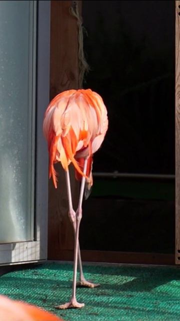 Фламинго вышли на прогулку.