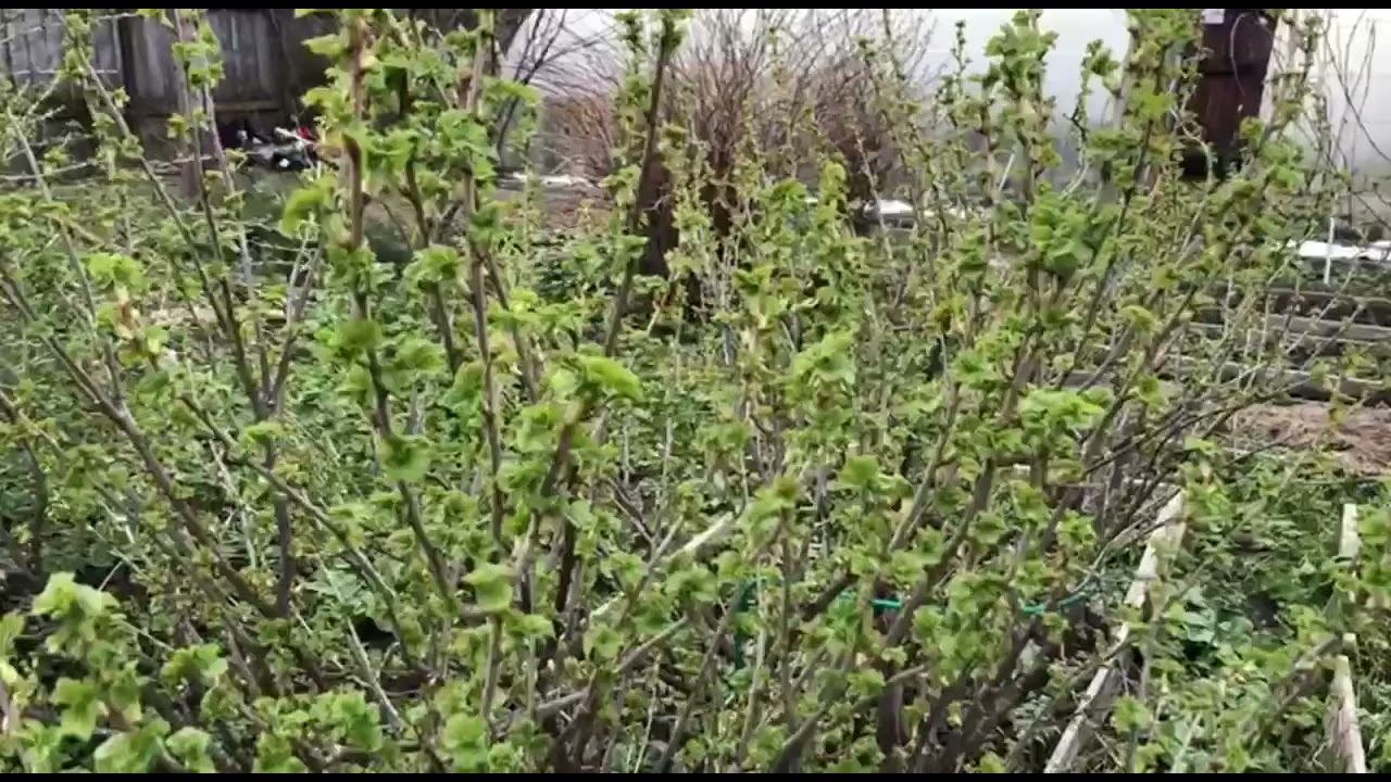 Весенняя обрезка черной смородины. Показываю подробно весь процесс.