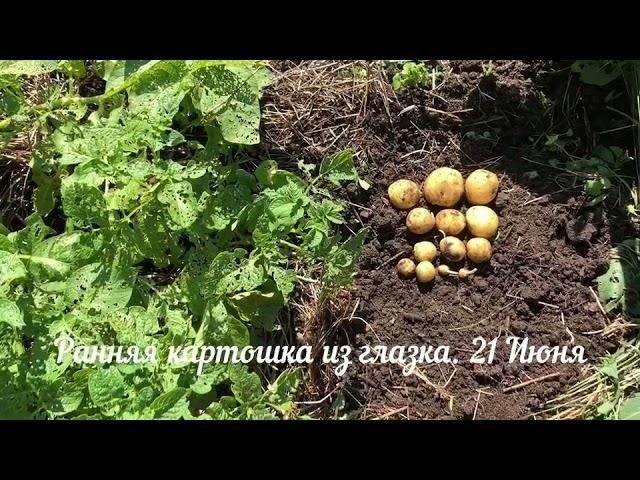 21 июня: первый урожай картошки из одного глазка!