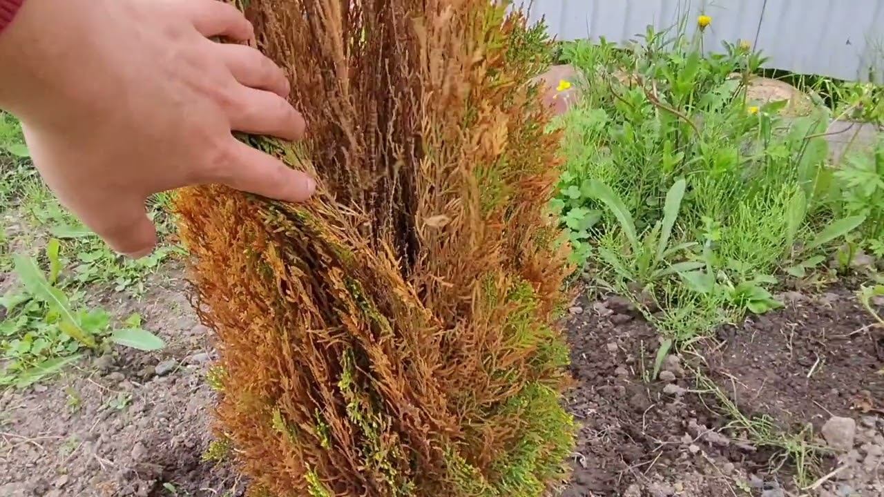 ДАЧА 2023 КОНЕЦ МАЯ