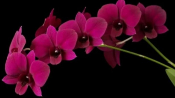 П-5. Ч-2. Групповая посадка дендрофалов Thailand Black. Новичок из 5 посылки и домашние реанимашки