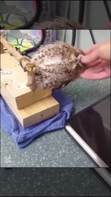 🦉 "Ой, что это было?!" Сова так балдела от чесания, что завалилась на спину! 😂