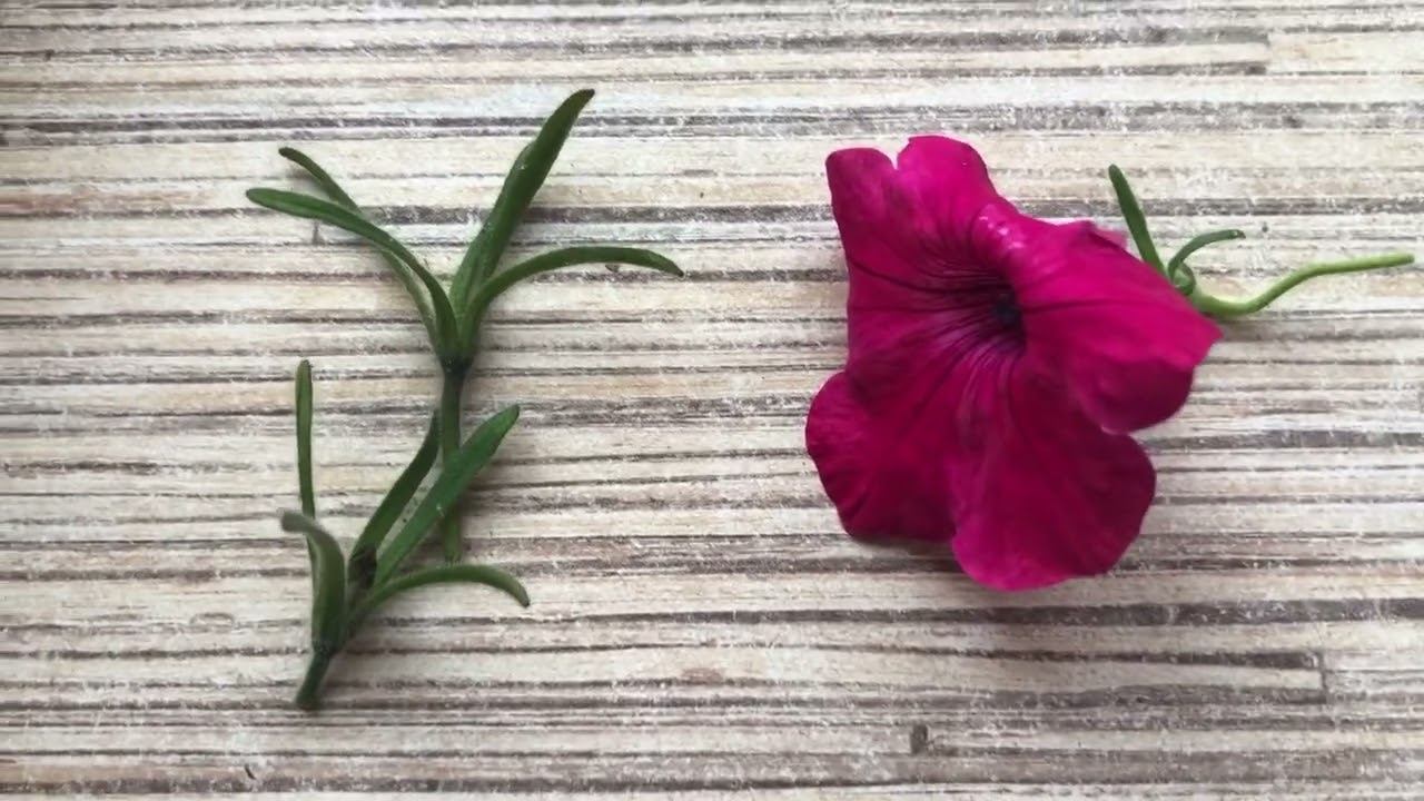 Петунию Тайдал черенкую в декабре