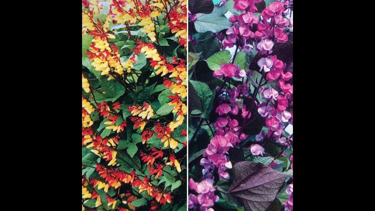 Необычные и красивые лианы, которые прекрасно растут в средней полосе России