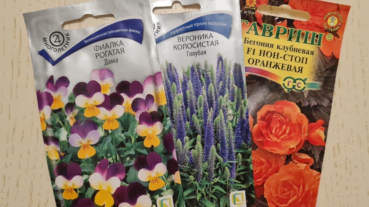 СЕМЕНА ЦВЕТОВ МНОГОЛЕТНИКИ, ПОСЕЯЛА БЕГОНИЮ, ВЕРОНИКУ, ФИАЛКУ 08.02.2022