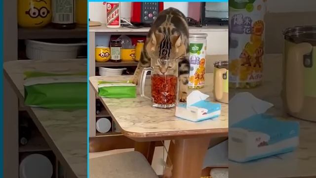 Когда забыл покормить кота.