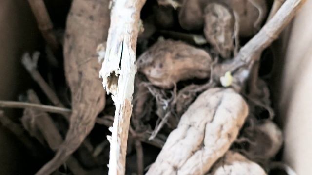 Как перезимовали георгины и канна 2025