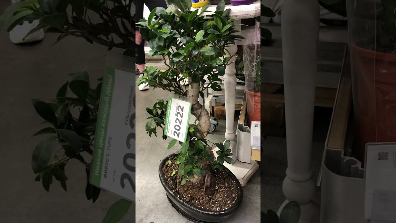 Видели цены в Леруа? На канале рассказываю, как вырастить такую красоту самостоятельно и бесплатно