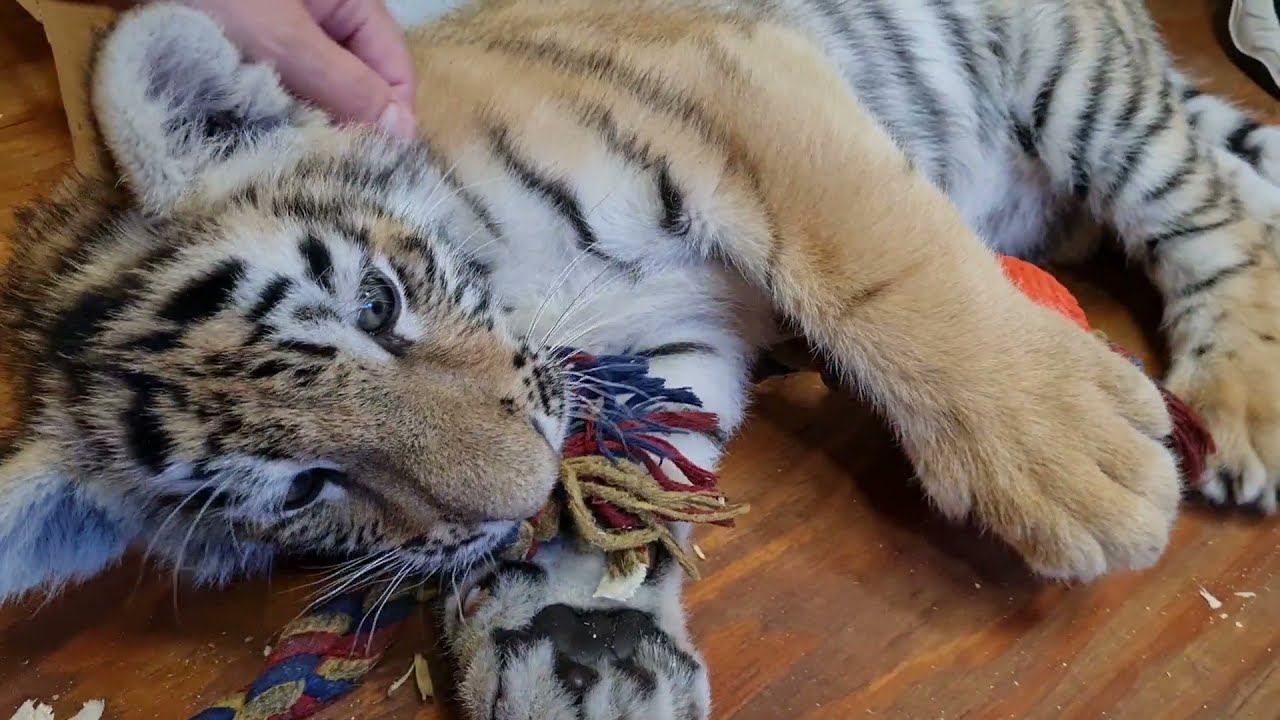 ТИГРЯТА , ПАРК "БЕЛЫЙ ЛЕВ" ,  ВЛАДИВОСТОК 27.08.2021