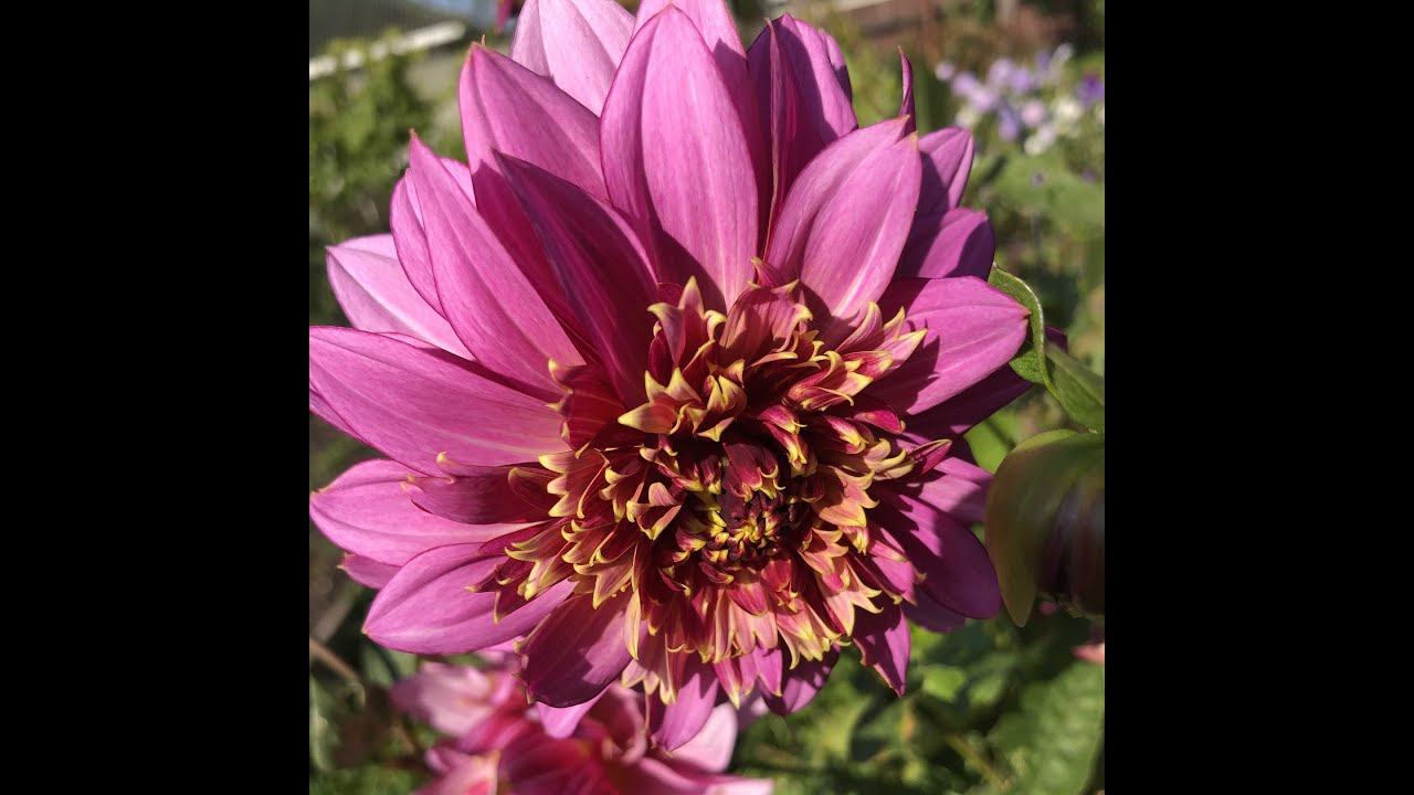 Как я забыла на 2 года георгины в подвале.