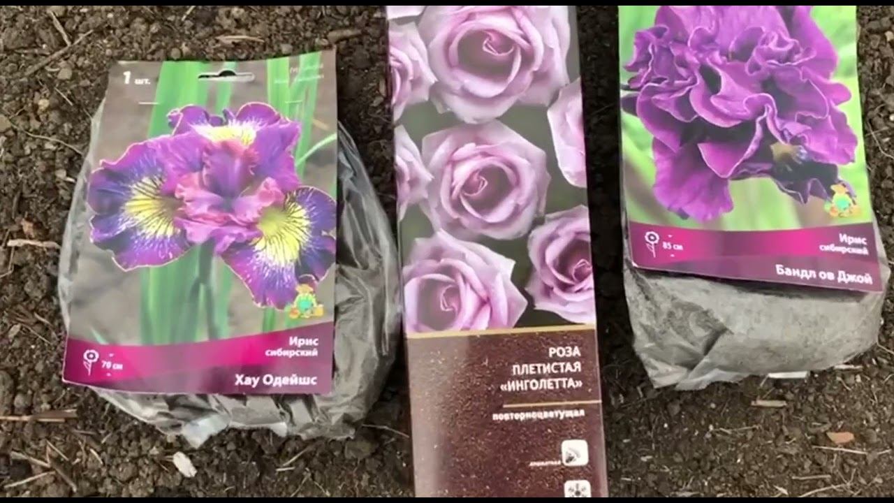 Не удержалась, опять накупила красоты в Леруа Мерлен