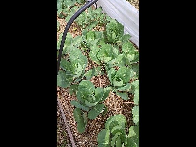 Как вырастить шикарную капусту по новому методу