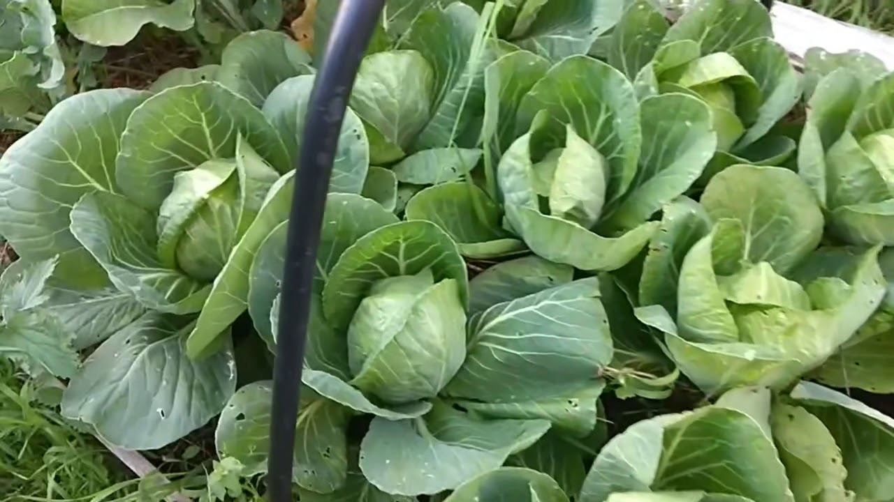 КАПУСТА по НОВОМУ МЕТОДУ. Снимаем урожай!