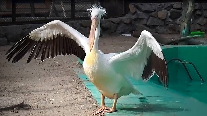 Пеликаны и стерхи после зимы переехали в открытый вольер.