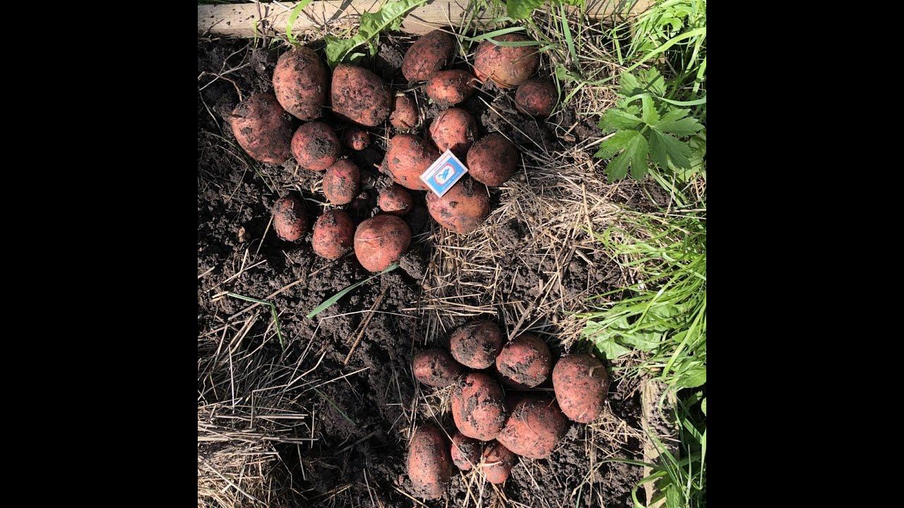 Картошка по новому методу под соломой. Органическое земледелие