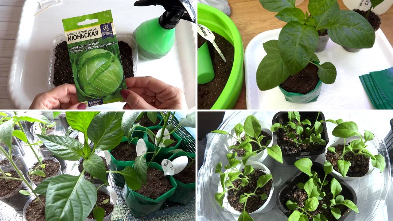 Пересадила высокие перцы и томаты🍅🌶️ Посеяла капусту "Июньскую". Петунии с третьего захода🤗