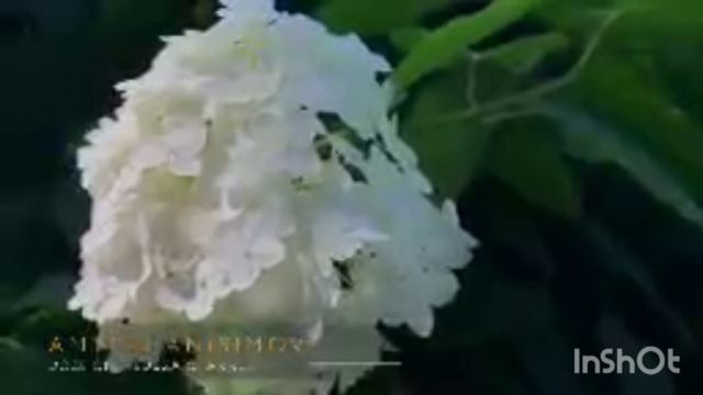 Не много о счастье.