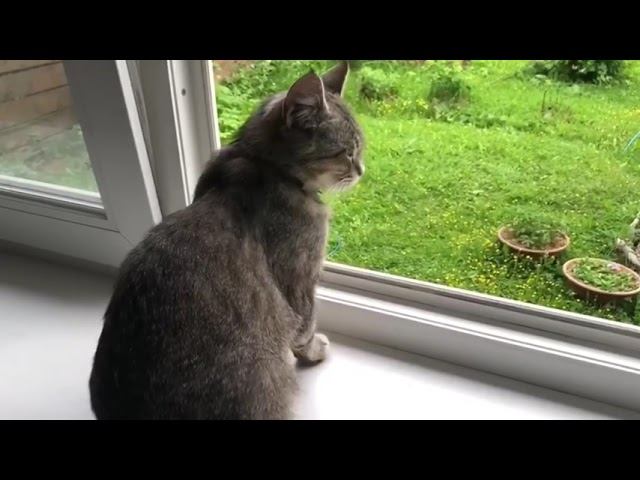 Самое надежное средство от мышей и крыс: проверено на собственном опыте