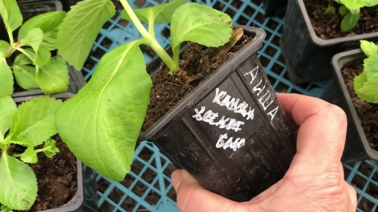 От классики до новинок: пополнение в моей коллекции гортензий