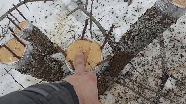 Начал прививки деревьев. Яблони и груши😉