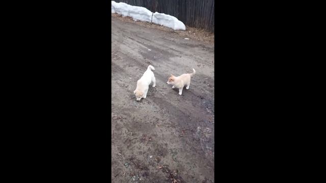 Щенки рабочей лайки