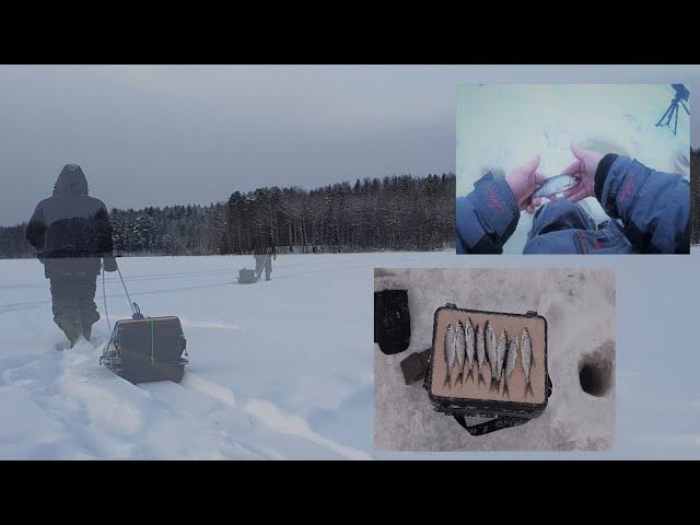Трудовая рыбалка на Сорогу! Зима 2024!