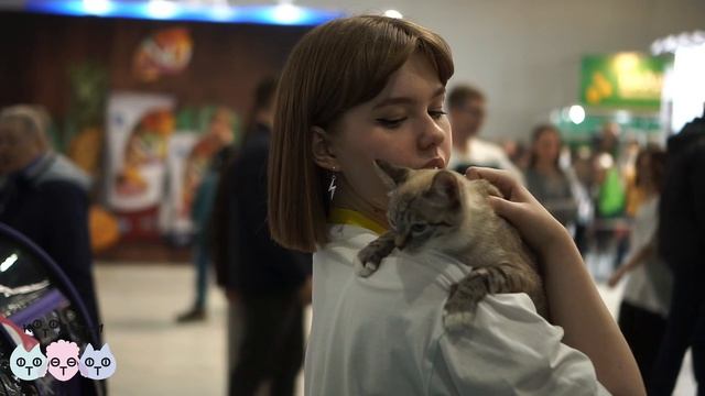 Выставка-пристройство «Котодетки ищут дом»