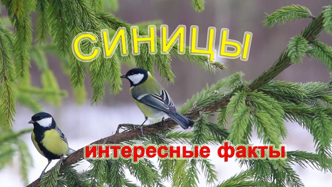 синицы