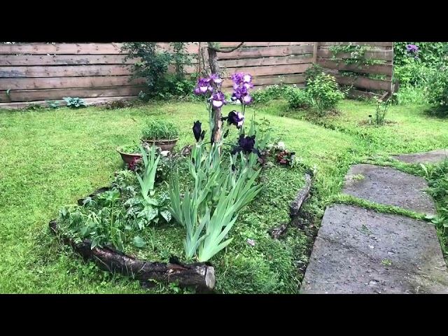 Расцвели ирисы, но я забыла их названия. Может, друзья помогут?