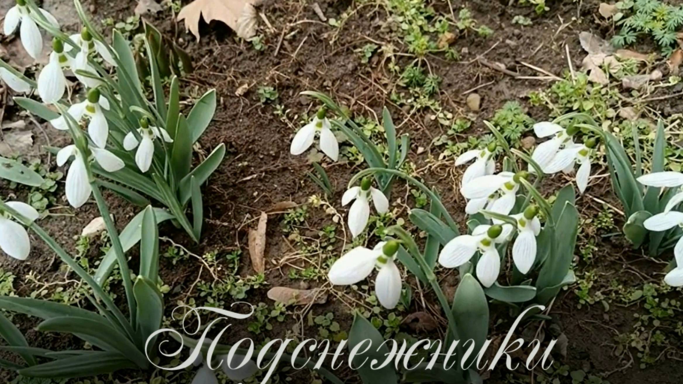 Февральские первоцветы.