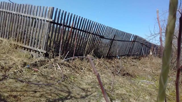 Учусь обрезать яблони по методу Маценко