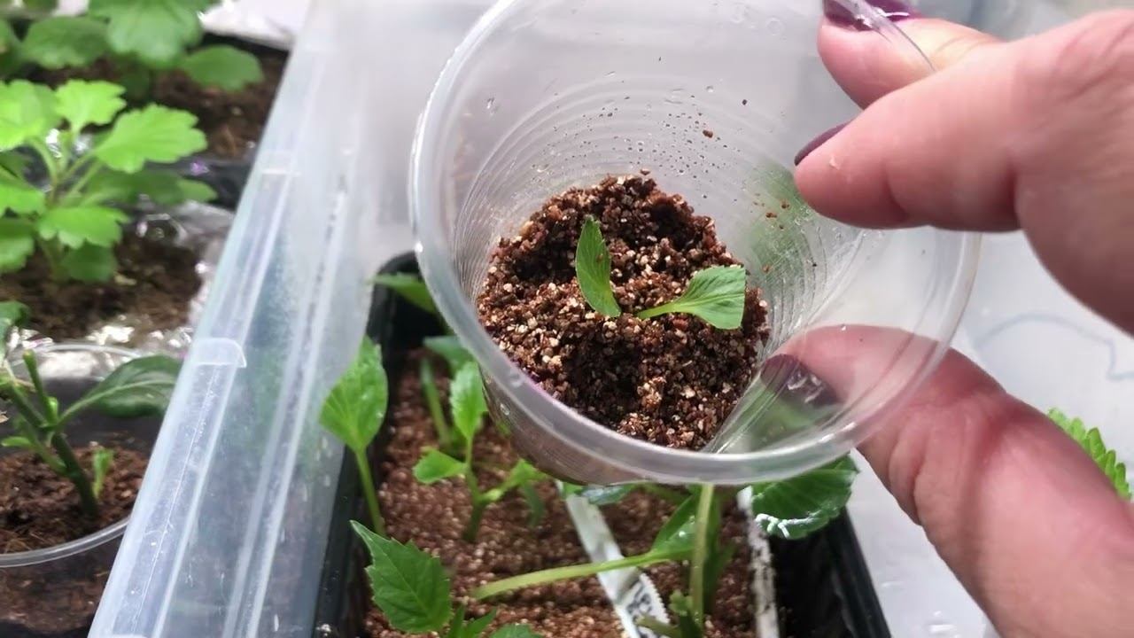 Начинаем раннее черенкование георгинов: простые советы и подсказки