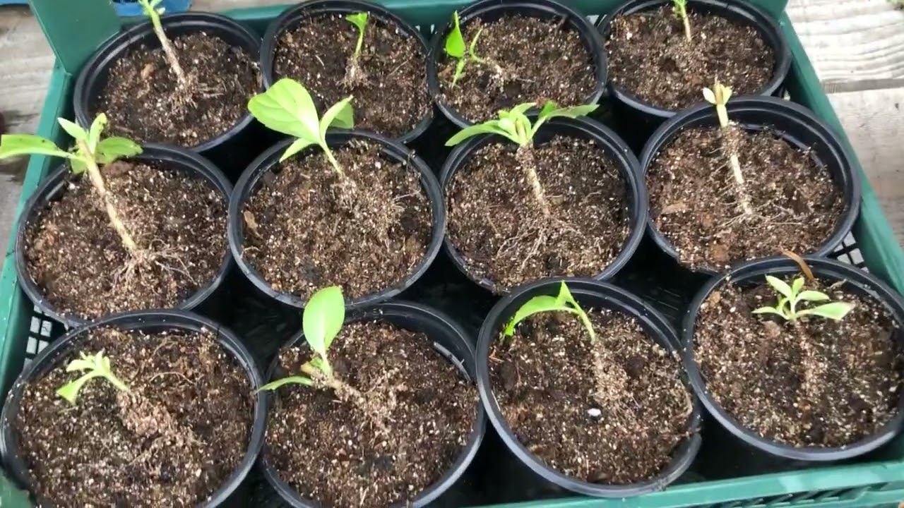 Месяц назад начеренковала гортензию «Сбежавшая невеста». Показываю, что получилось