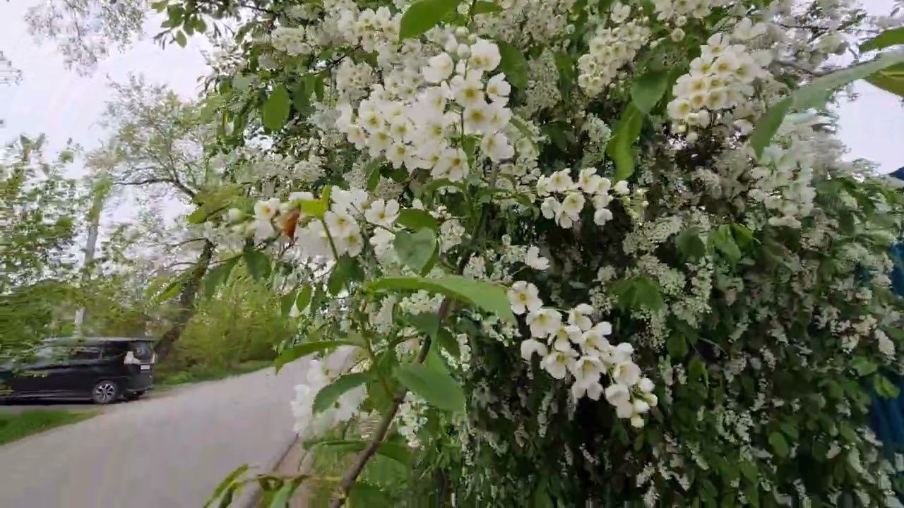 ШИКАРНОЕ ЦВЕТЕНИЕ ЧЕРЁМУХИ В ПРИМОРСКОМ КРАЕ 16.05.2022 russia cherry blossom