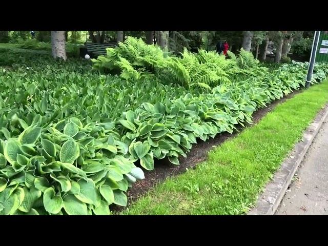 Геометрия хост, альпийская горка и сухой ручей