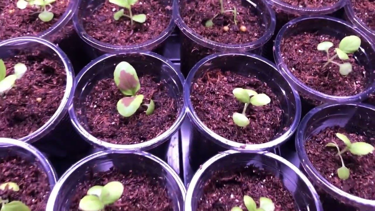 Пикируем семенные колеусы