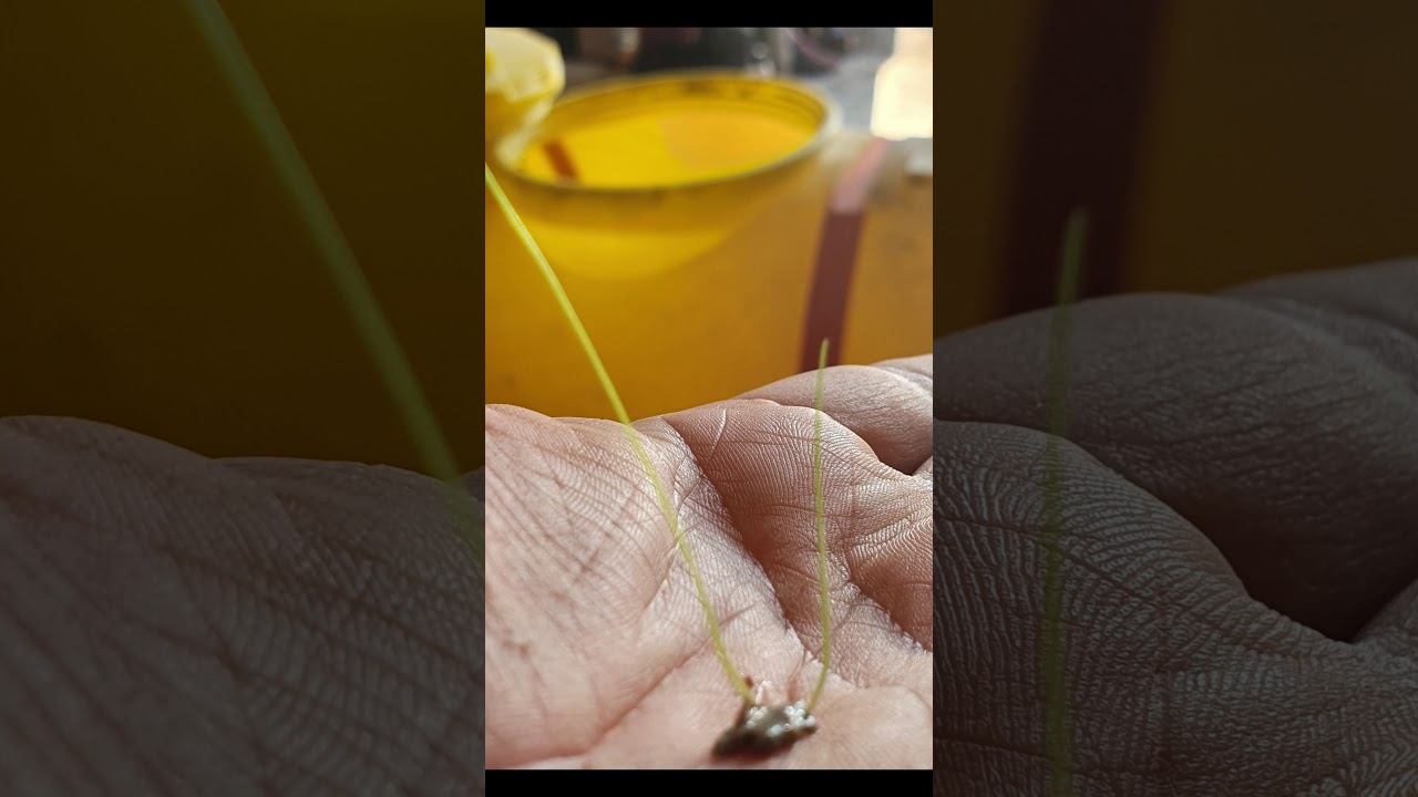 Травосмесь для гидропосева