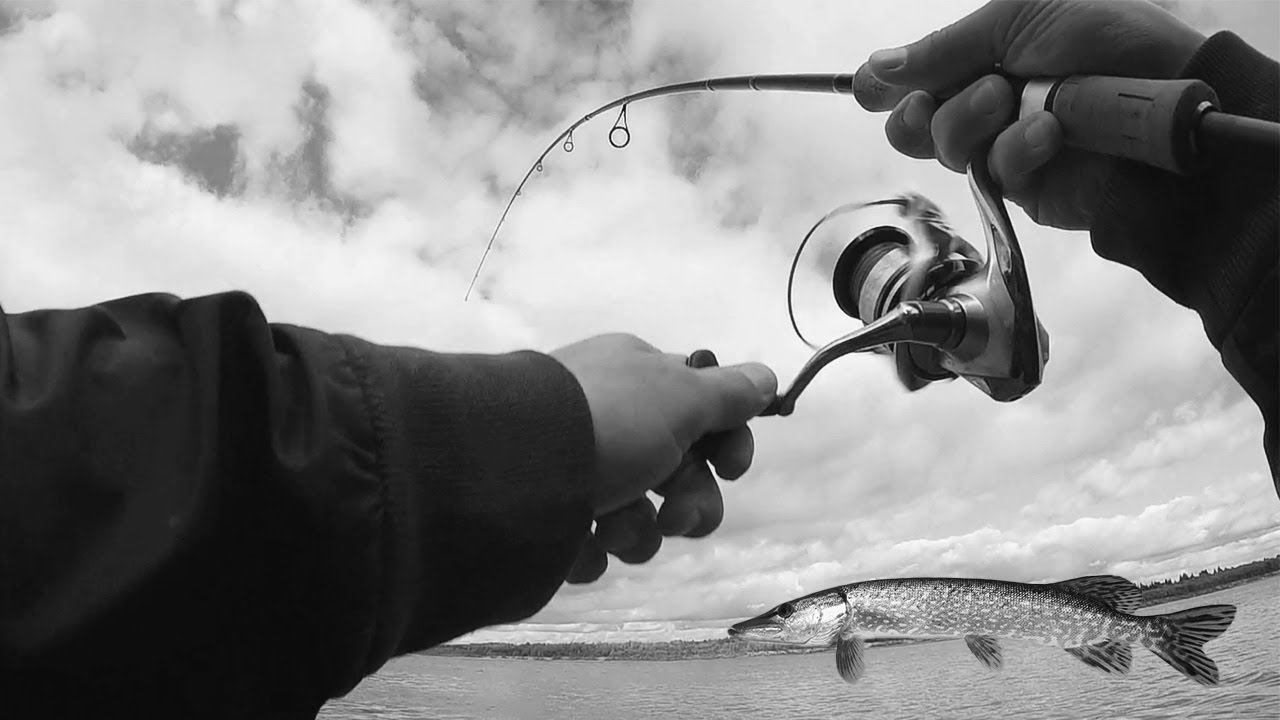 Одинокая щучка (сентябрь)