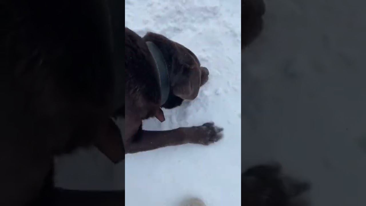 Лабрадоры на прогулке