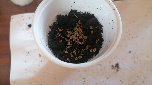 Посев укропа