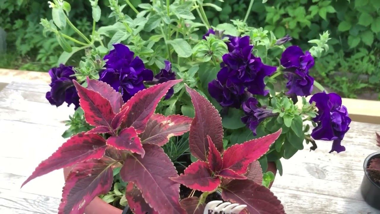 Деньги на ветер: как нас обманывают фирмы по продаже семян