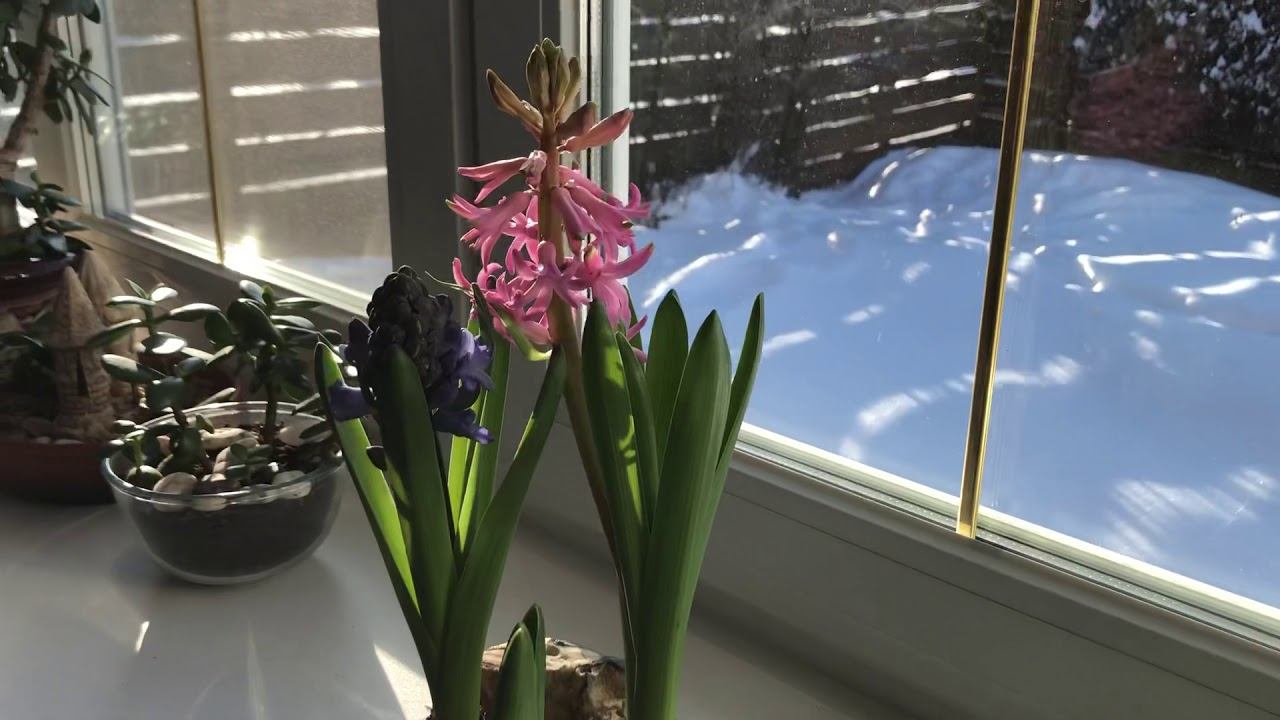 Сколько дней нужно для выгонки гиацинтов?