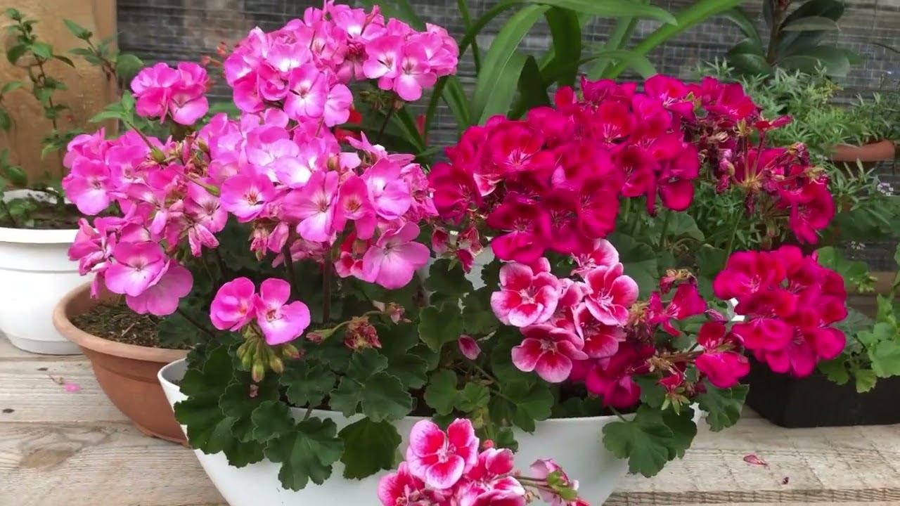 Торговая зона во дворе дома в конце сезона. 29 августа 2022