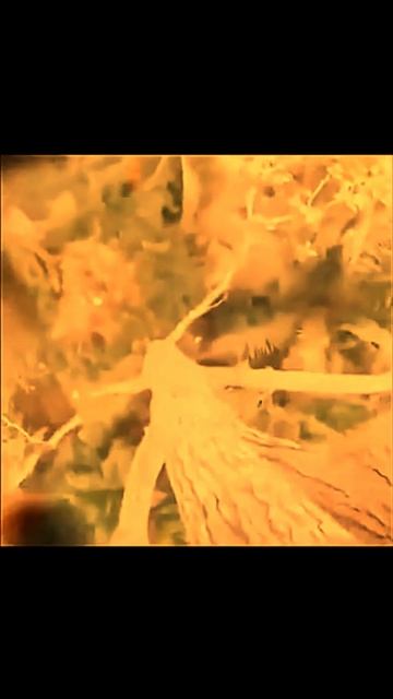 Неправильные пчелы