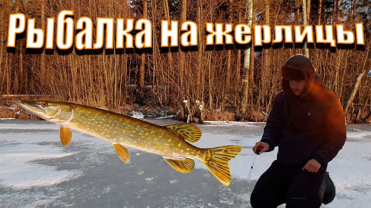 РЫБАЛКА НА ЖЕРЛИЦЫ ПО ПЕРВОМУ ЛЬДУ! 1 ДЕКАБРЯ 2024! КРУПНАЯ ЩУКА ЗАВОДИТ ЗА КОРЯГУ!