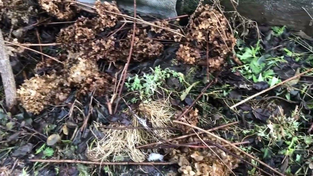 Решила переформировать некоторые метельчатые гортензии и провести эксперимент с осенними черенками