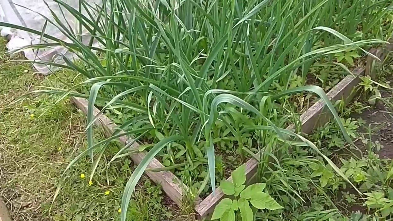 Чеснок стоит стеной