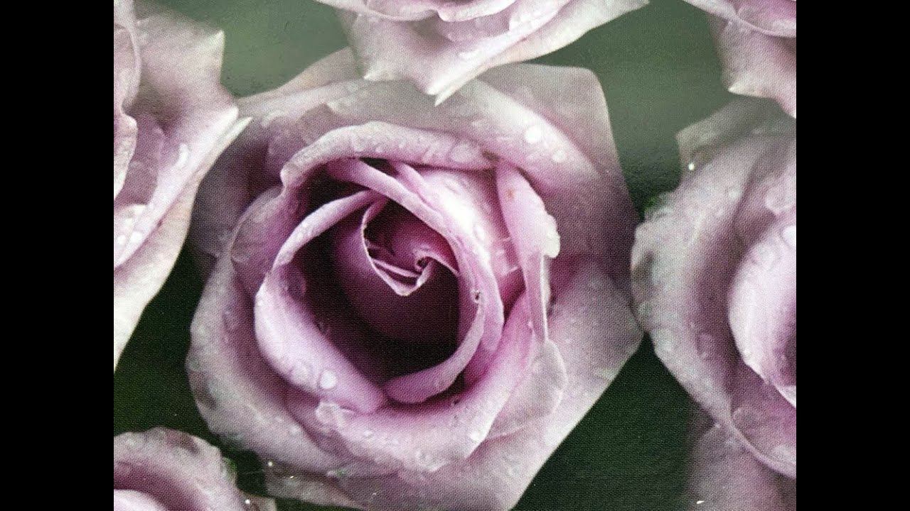 3 апреля: открываем розы. Как они перезимовали?