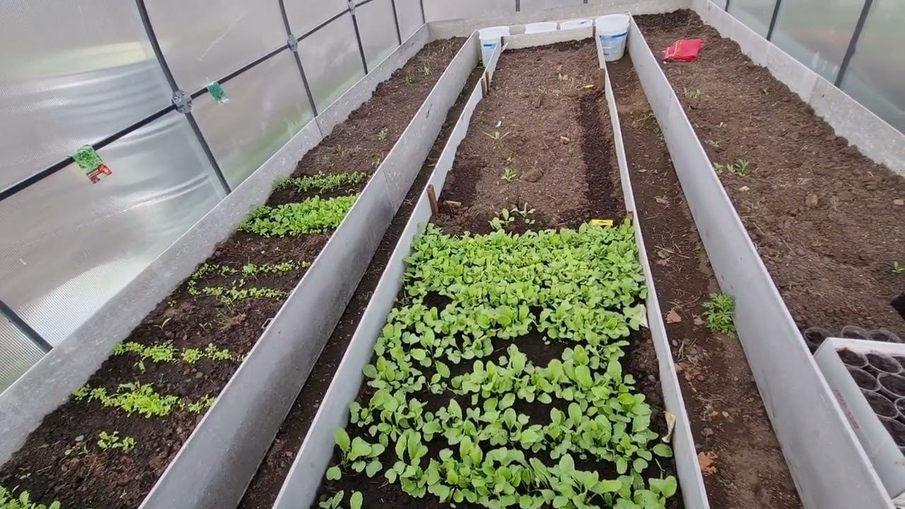 УТРО НА ДАЧЕ. ВСЁ РАСТЁТ И РАЗВИВАЕТСЯ 12.05.2022 morning at the dacha russia