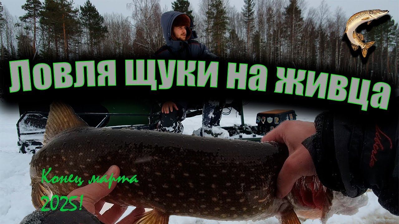 Уже не рассчитывал на поимку крупняка, но крайняя жерлица оказалась с сюрпризом! Ловля щуки на живца